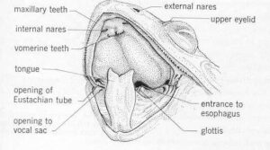 Mengenal Anatomi Katak Beserta Fungsinya Masing-Masing