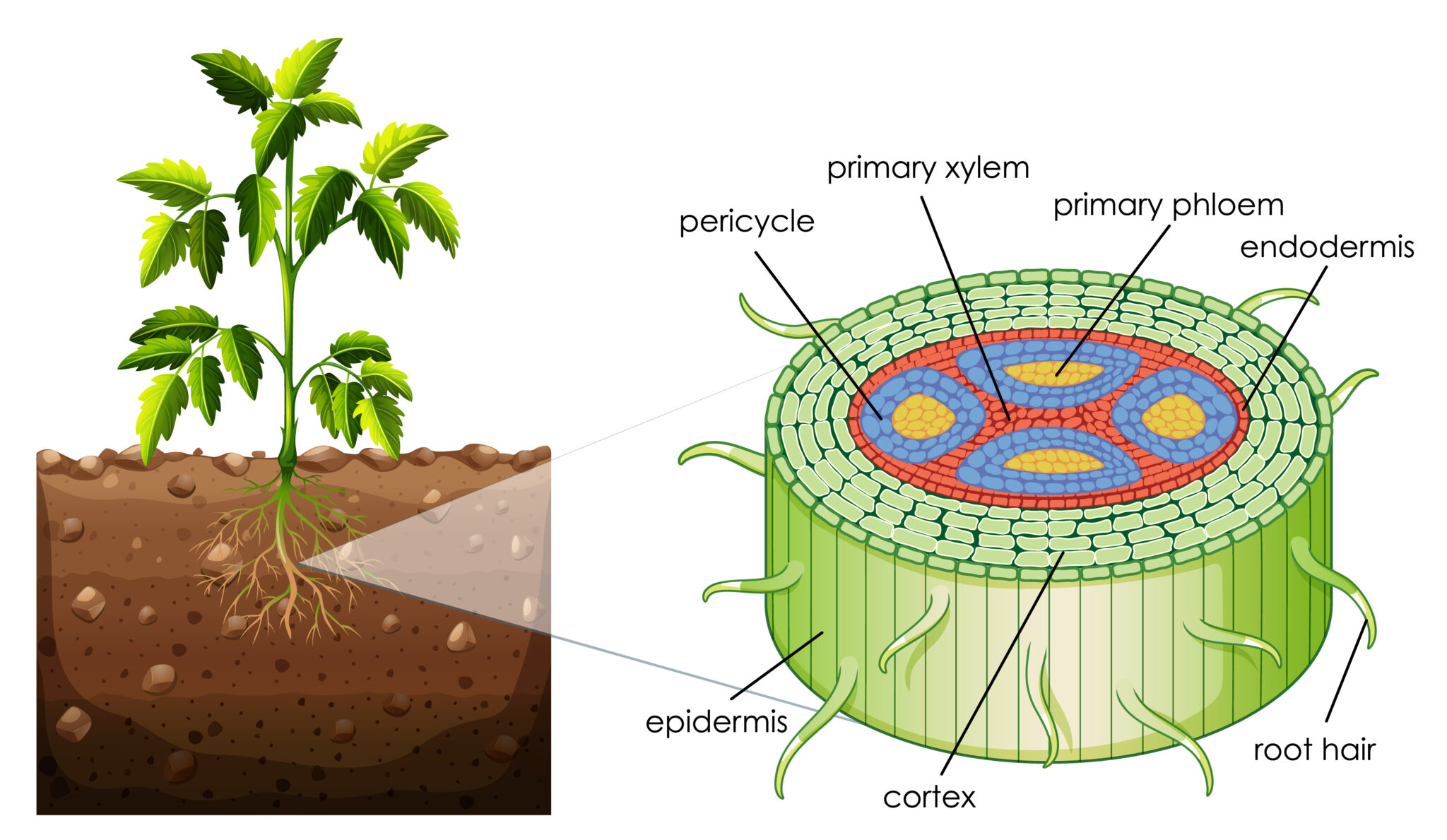 Morfologi Akar: Ciri, Struktur, Jenis, Gambar, & Penjelasannya ...