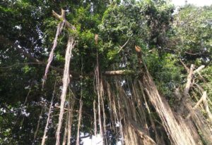 Morfologi Akar: Ciri, Struktur, Jenis, Gambar, & Penjelasannya