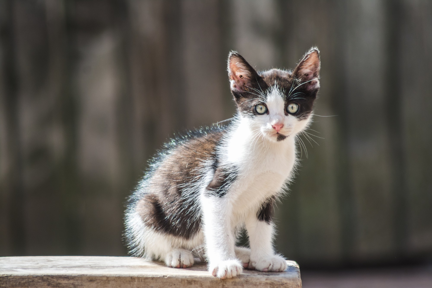 Tahapan Siklus Daur Hidup Kucing dan Penjelasannya Terlengkap