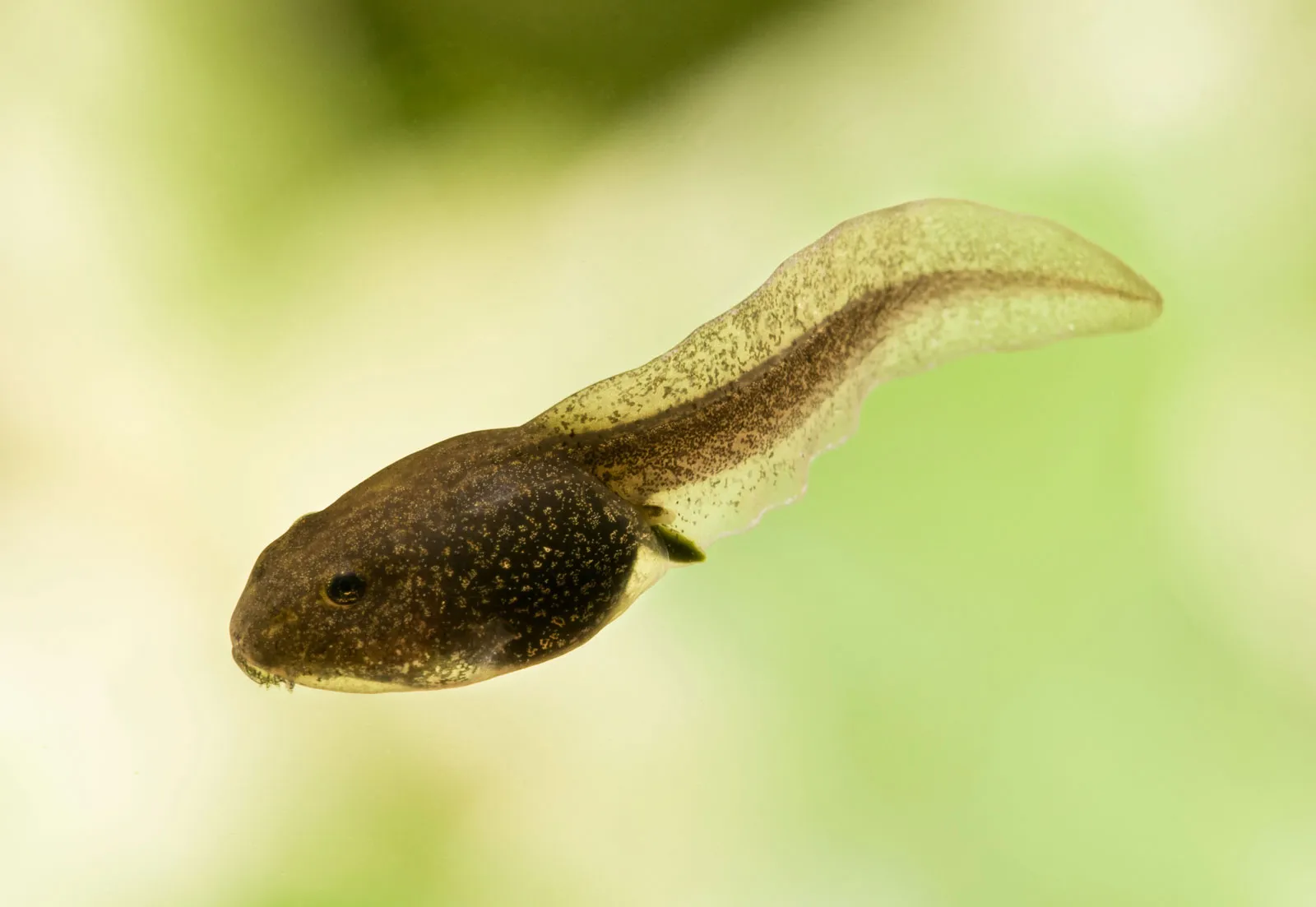 Mengenal Daur Hidup Katak: Habitat, Tahapan & Penjelasannya