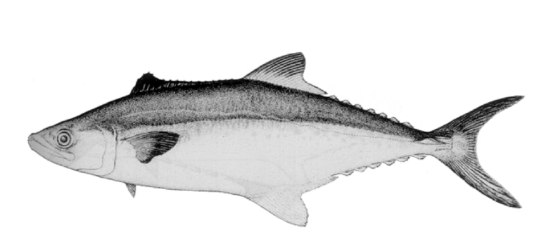 Ikan Tenggiri: Taksonomi, Morfologi, Habitat, dan Persebaran